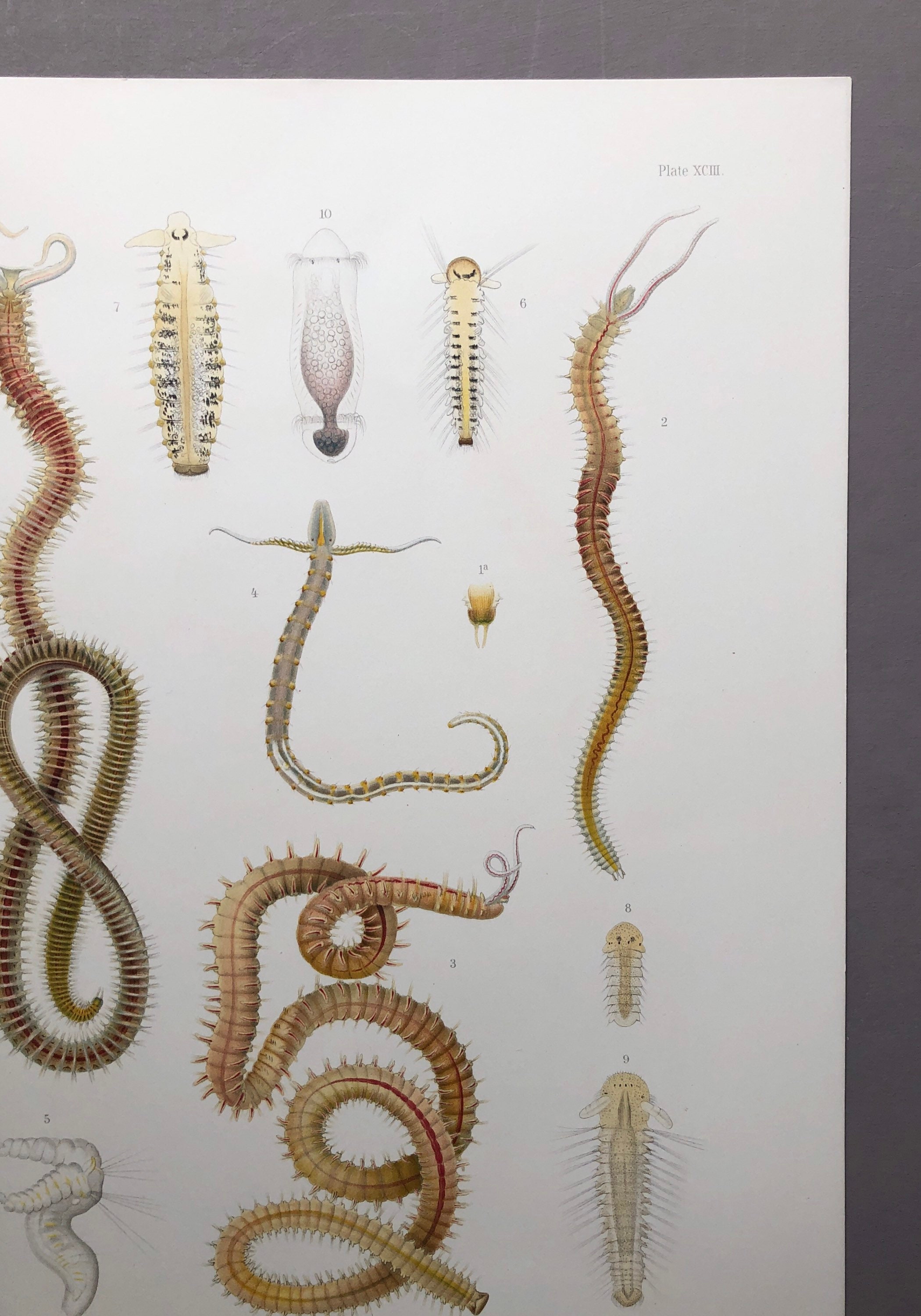Polychaetes. Sea Worms. From A Monograph of British Marine Annelids ...