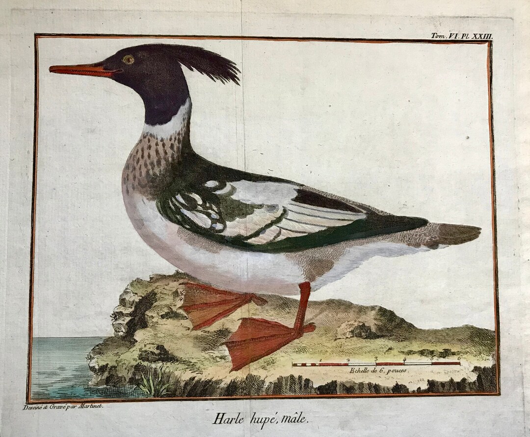 Harle Hupe, Male. A Copper Plate Engraving of a Merganser Duck by ...