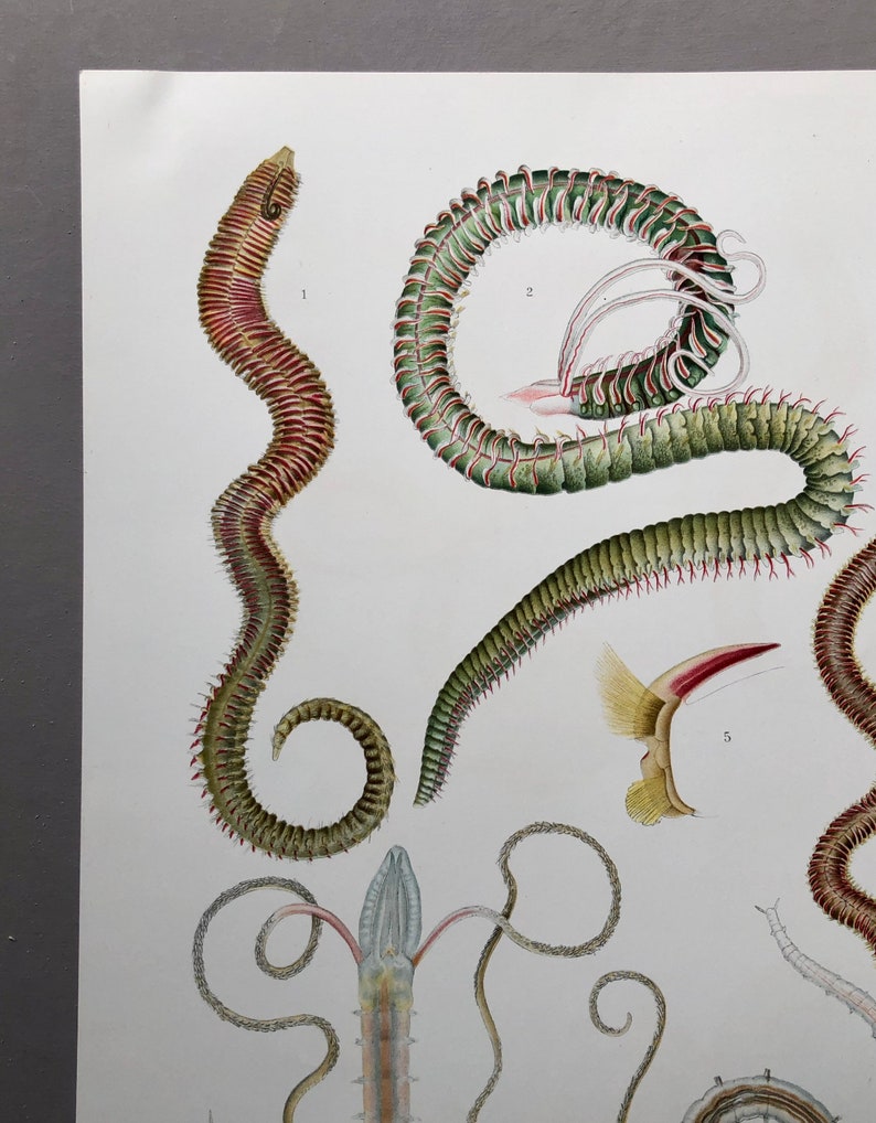 Polychaetes. Sea Worms. From A Monograph of British Marine Annelids ...