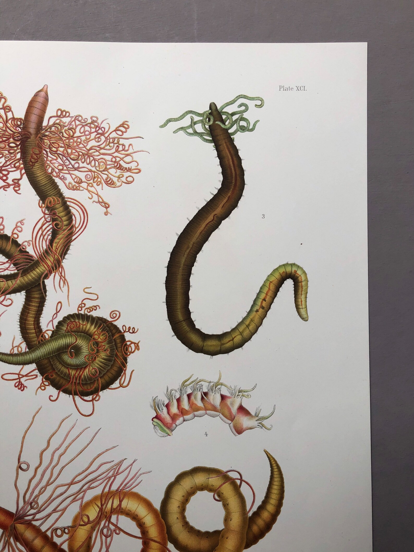 Polychaetes. Sea Worms. From A Monograph of British Marine Annelids ...