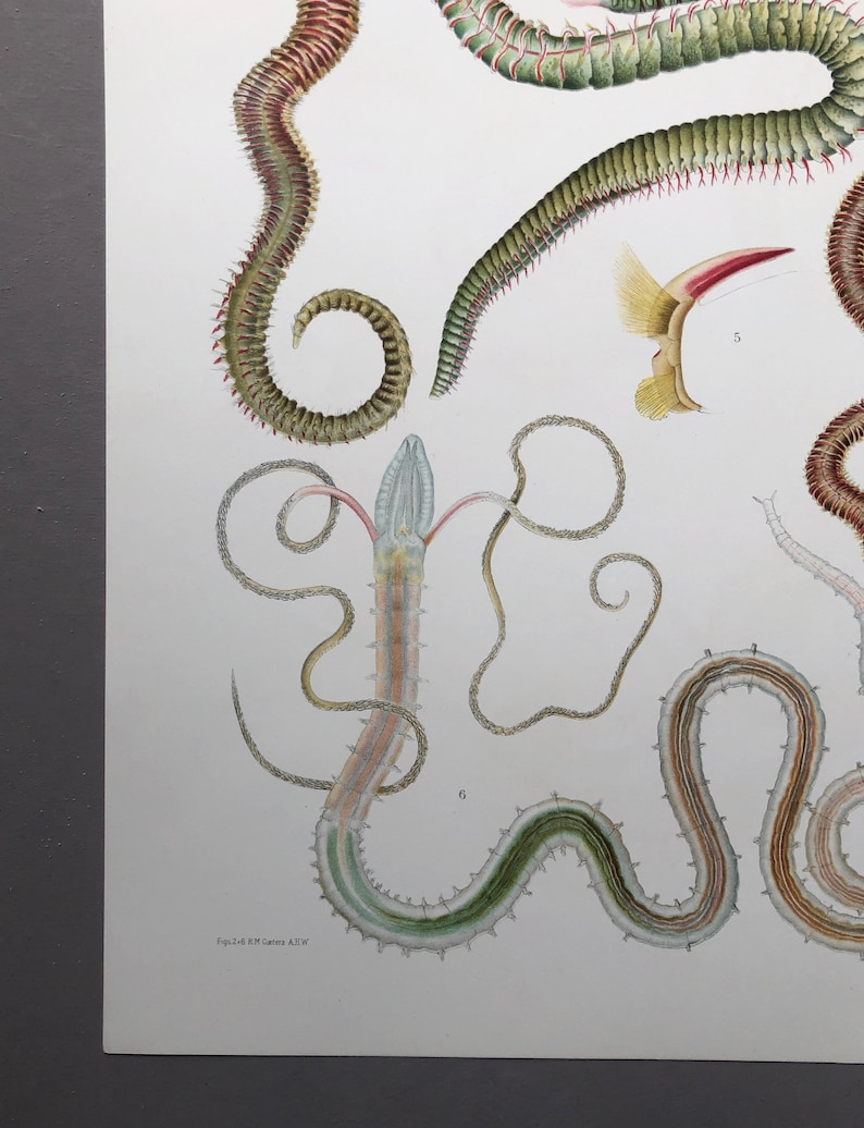 Polychaetes. Sea Worms. From A Monograph of British Marine Annelids ...