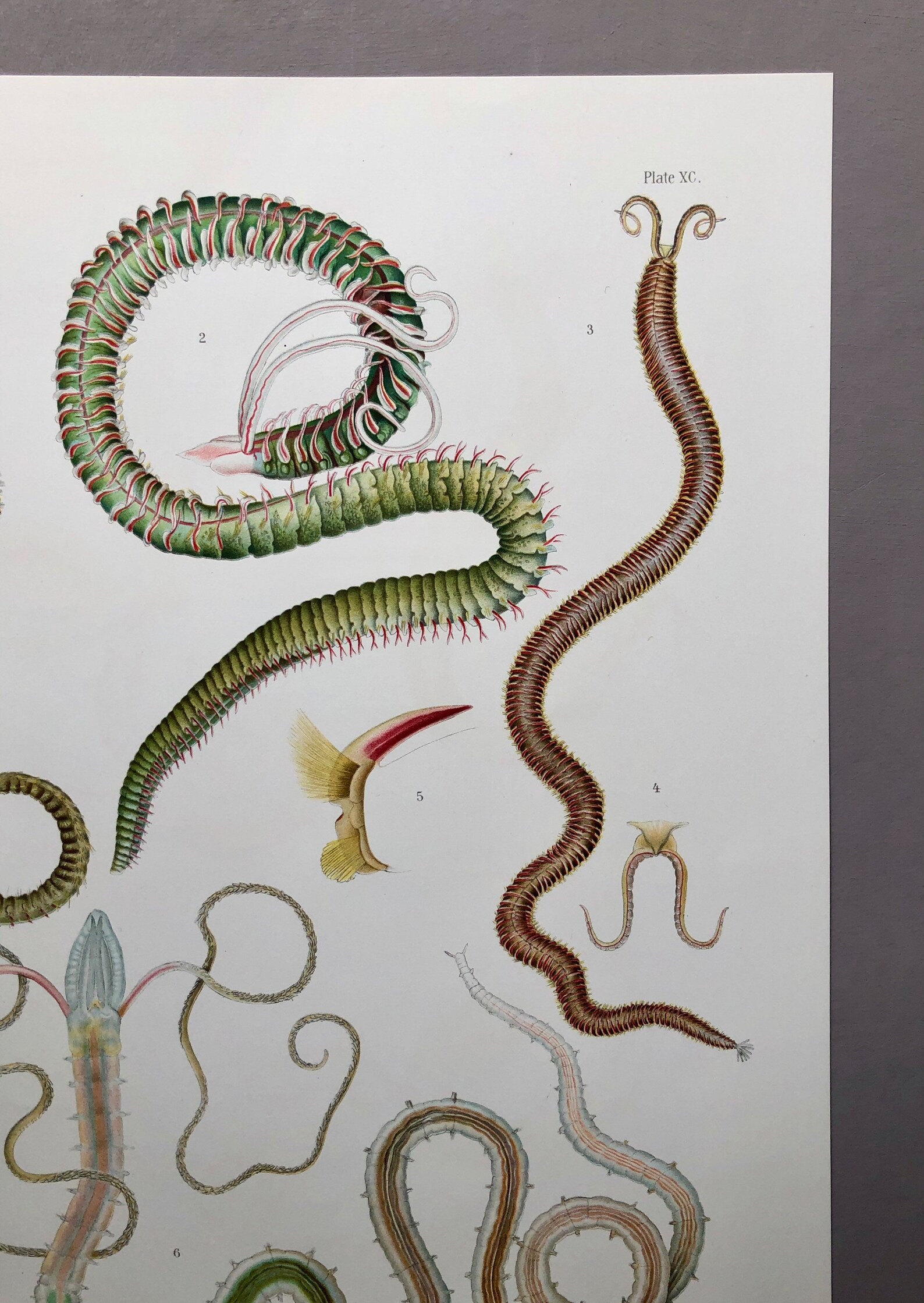 Polychaetes. Sea Worms. From A Monograph of British Marine Annelids ...