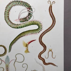 Polychaetes. Sea Worms. From A Monograph of British Marine Annelids ...