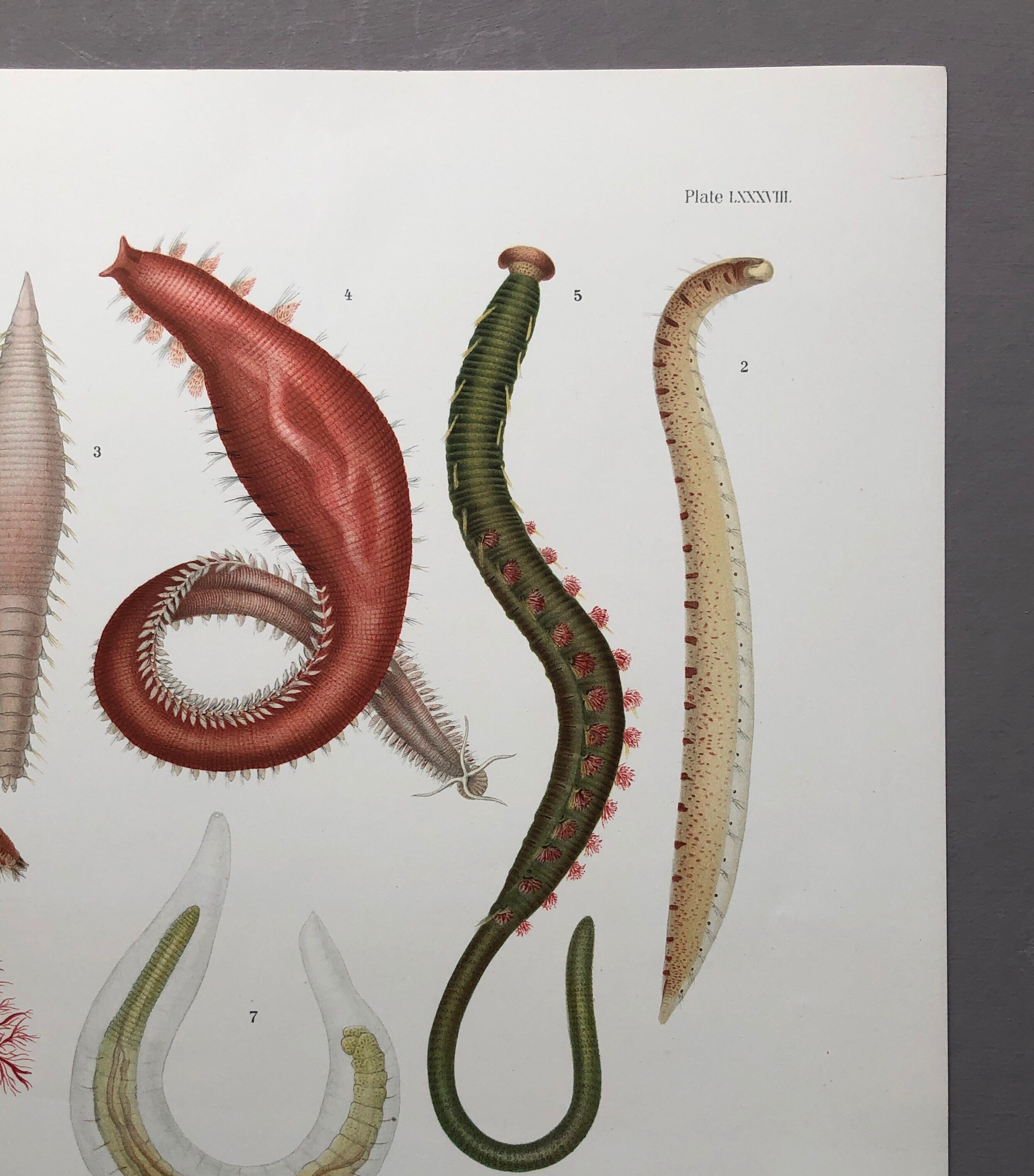 Polychaetes. Sea Worms. From A Monograph of British Marine Annelids ...