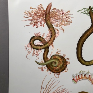 Polychaetes. Sea Worms. From A Monograph of British Marine Annelids ...