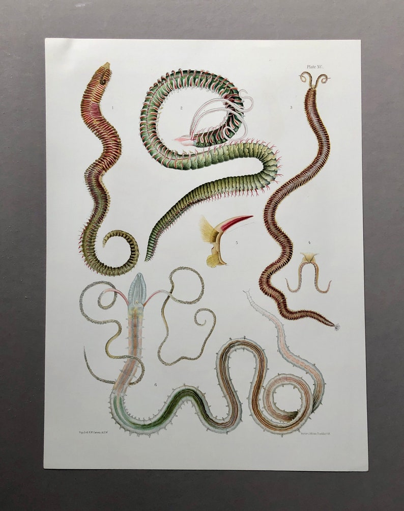 Polychaetes. Sea Worms. From A Monograph of British Marine Annelids ...