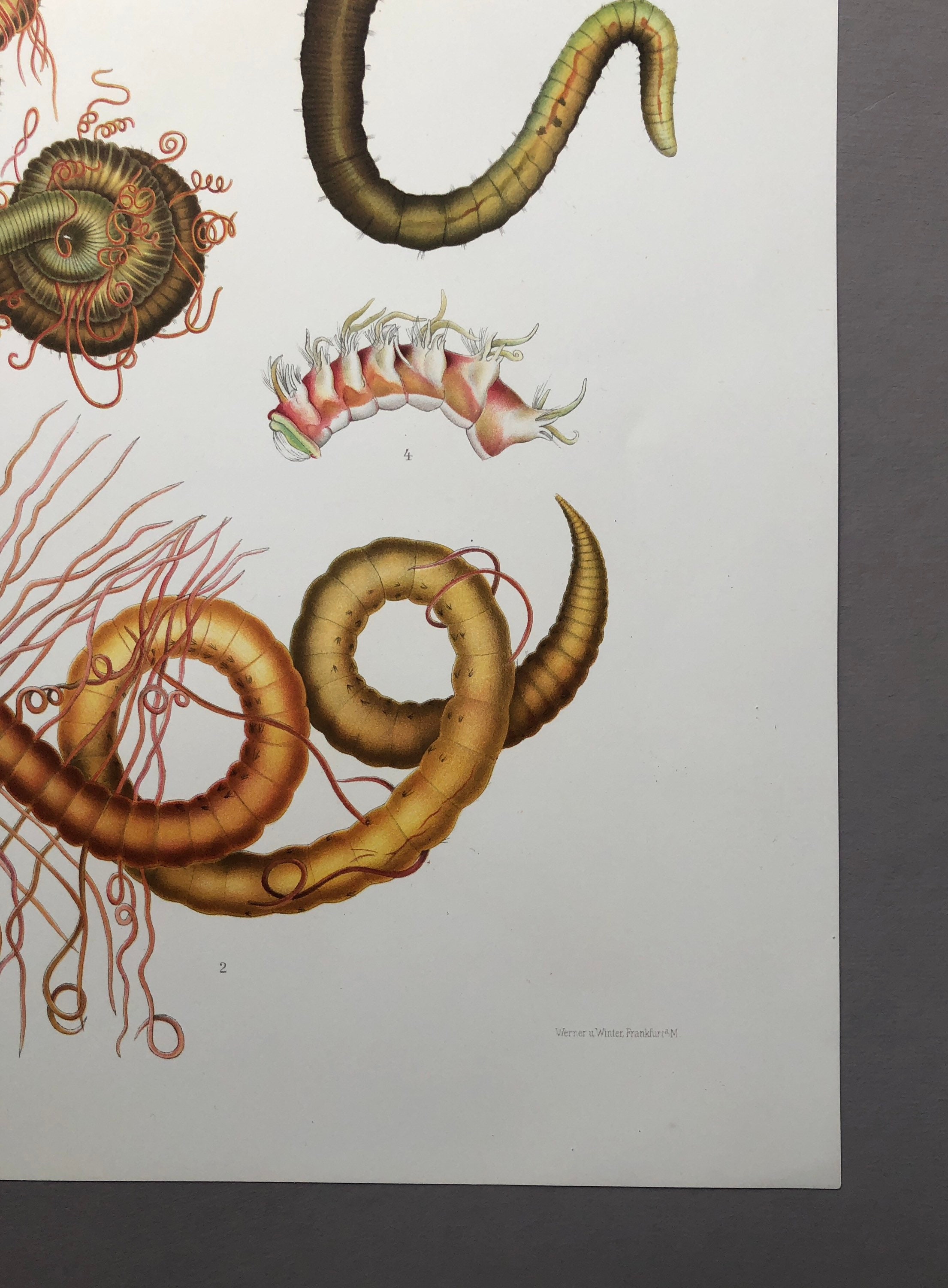 Polychaetes. Sea Worms. From A Monograph of British Marine Annelids ...