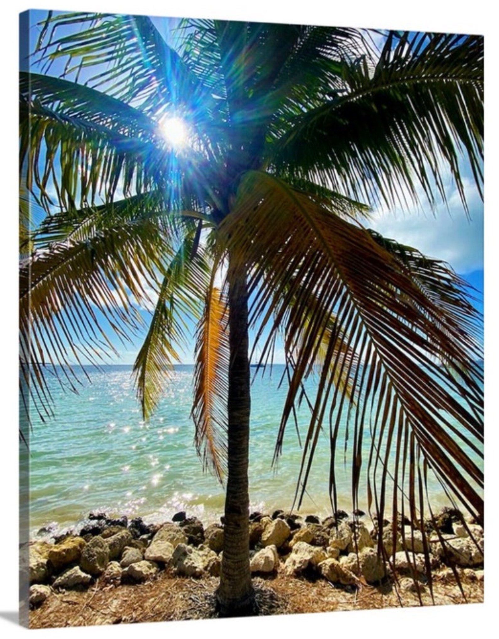 Key Biscayne Palm I Florida Beach Photography Print I Tropical Palm ...