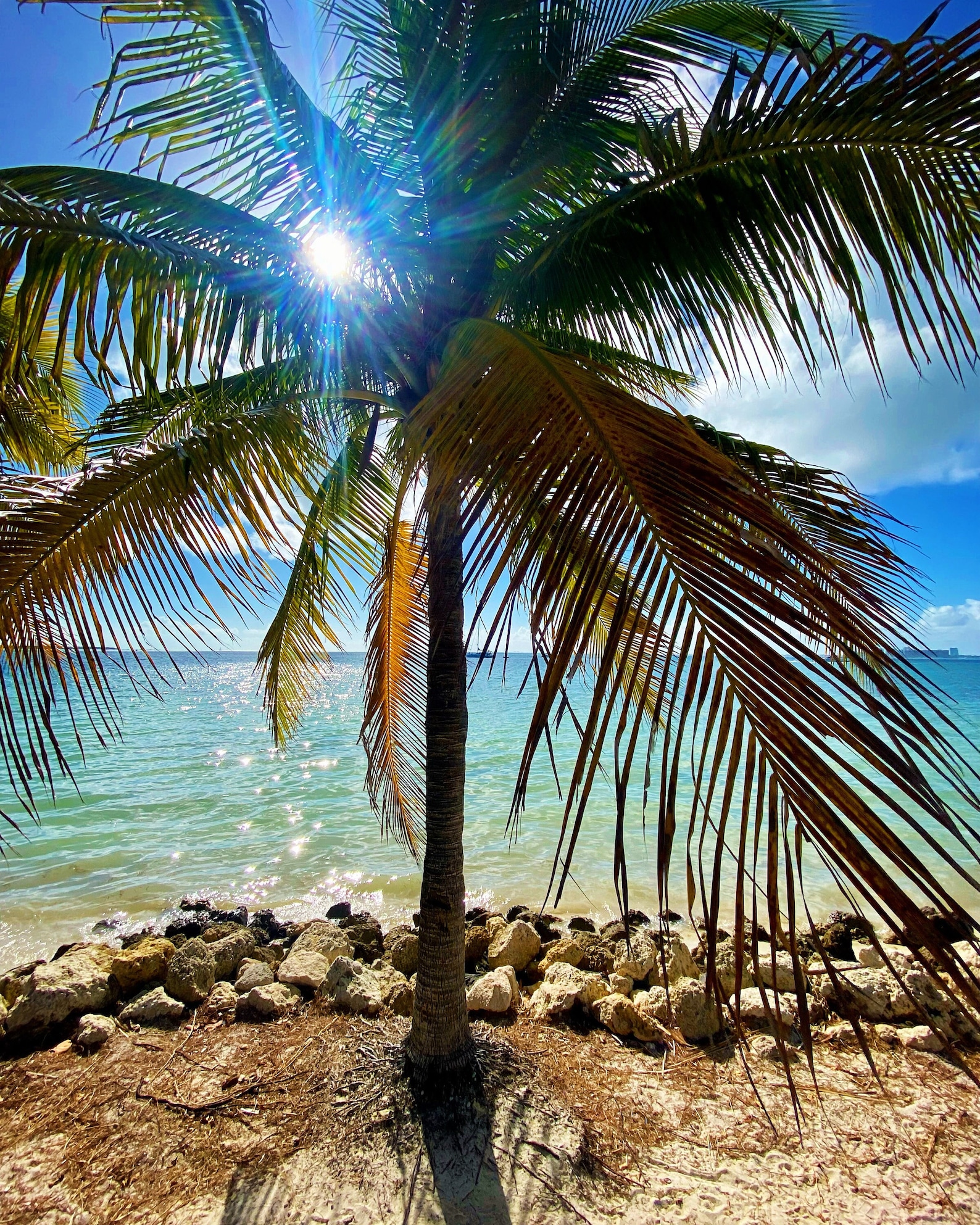 Key Biscayne Palm I Florida Beach Photography Print I Tropical Palm ...