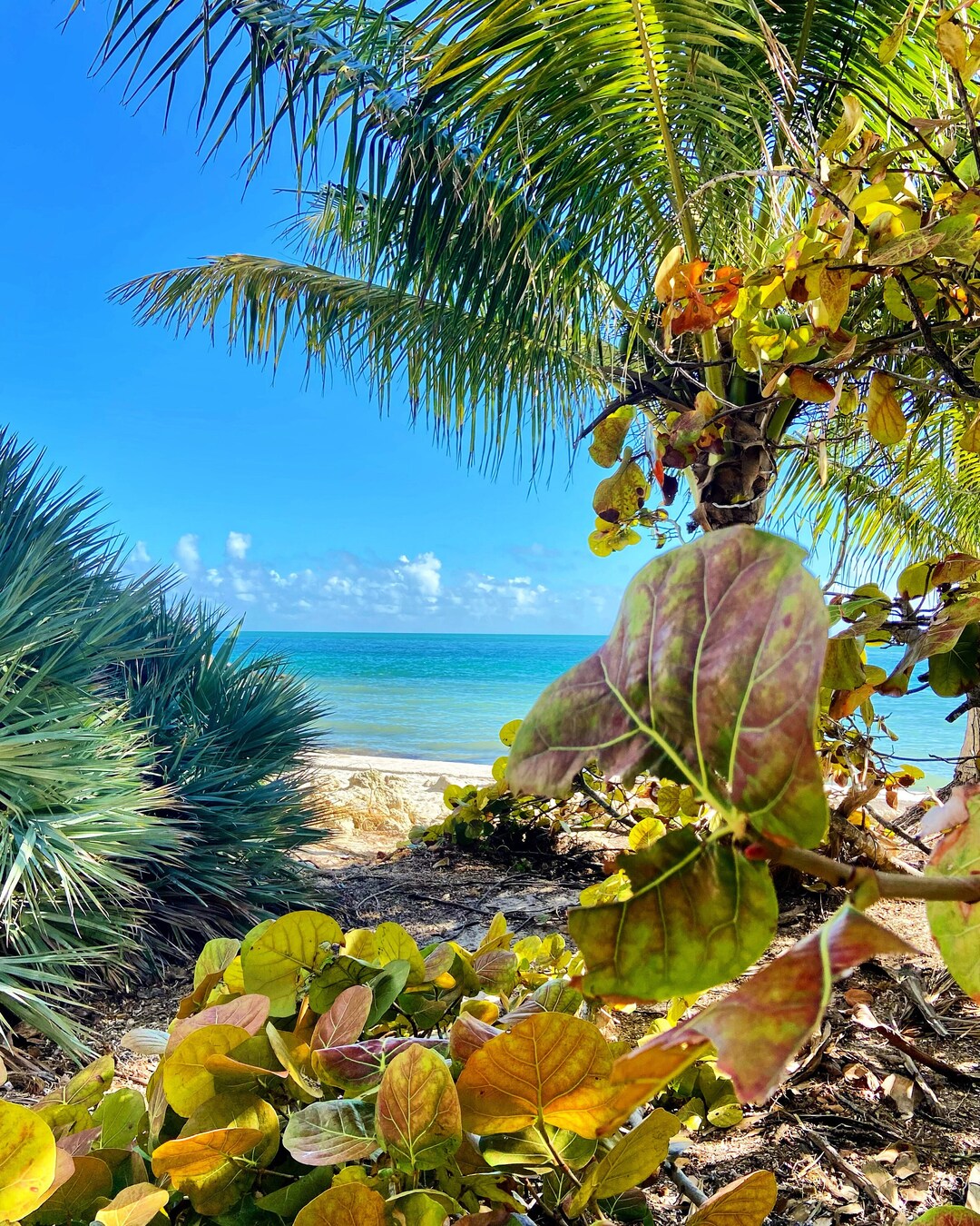 Key Biscayne Tropical Beach Print I Florida Ocean View Wall Art I ...