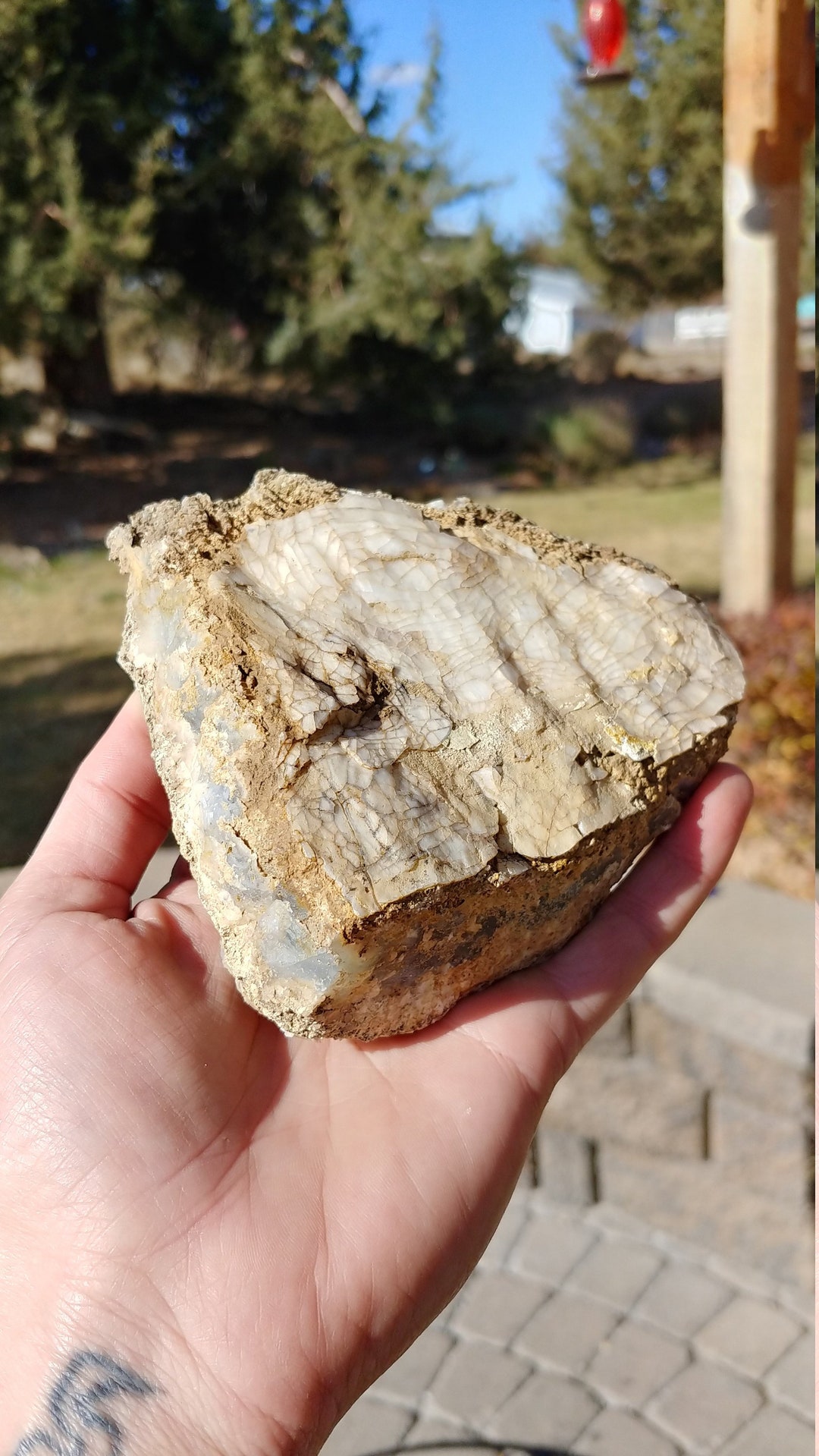 Incredible Blue Agatized Limb Cast - Etsy