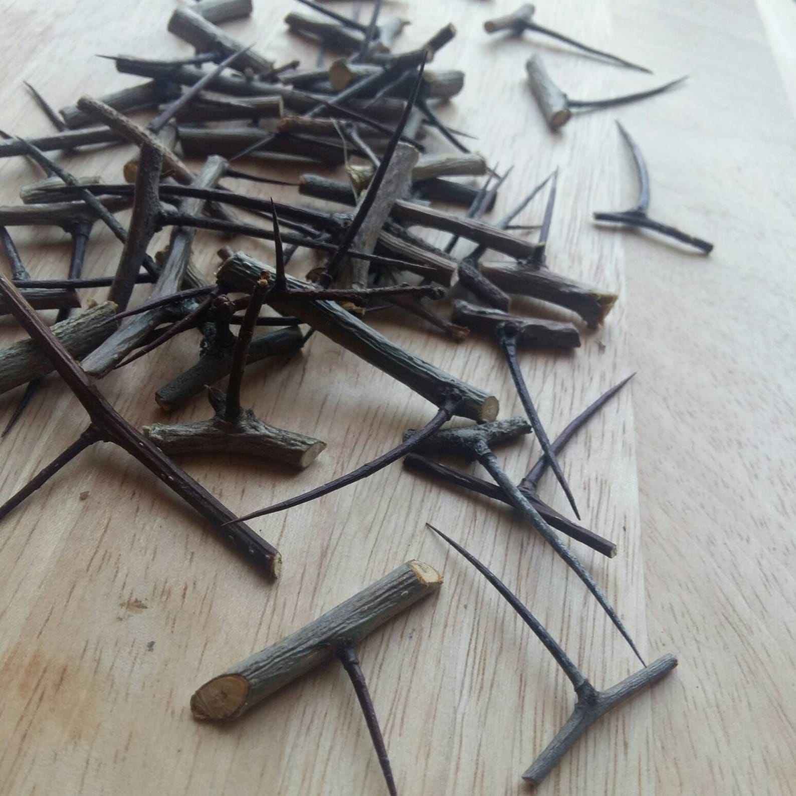 25/50/100 Sharp hawthorn spikes long hawthorn thorns apple | Etsy