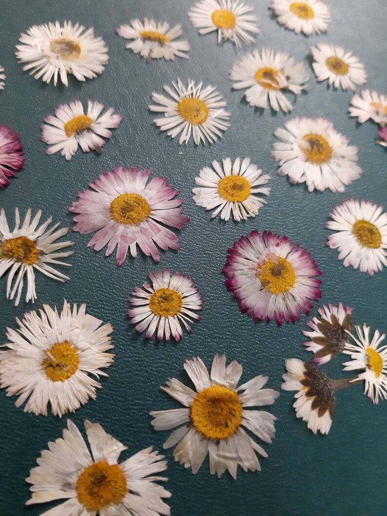 25/50/100 Dried Pressed Daisy Real Dried Pressed Flowers Dry - Etsy