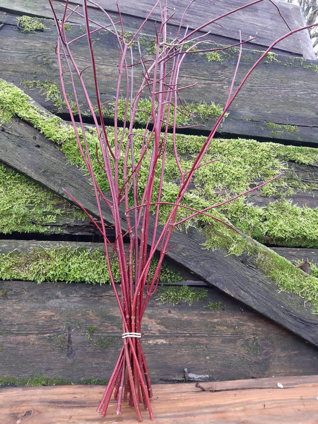 Real Red Dogwood Wands Real Willow Sticks Twigs Wooden Twigs Craft ...