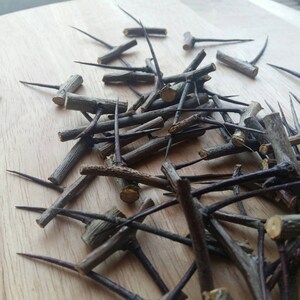 25/50/100 Sharp Hawthorn Spikes Long Hawthorn Thorns Apple - Etsy