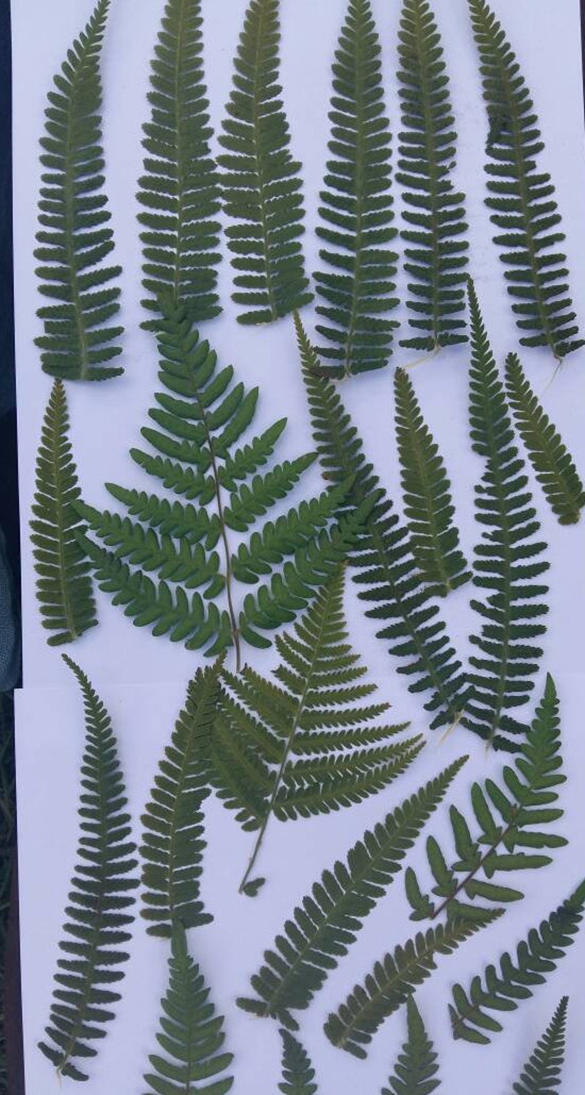 Pressed Fern Leaves 50/100 Real Pressed Wild Fern Dried - Etsy