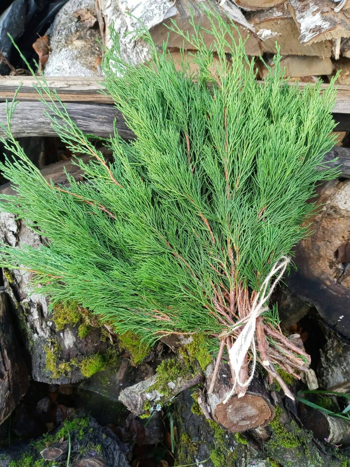 Juniper Tree Branches Fresh Cut Green Branches Mantel Decor Stairway ...