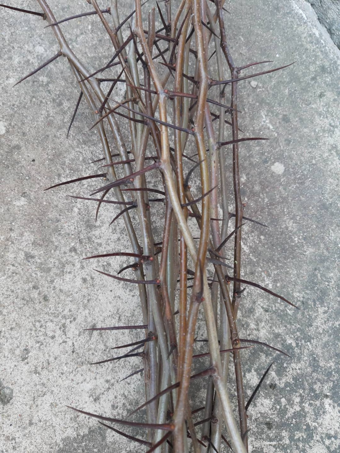 12 Natural Sharp Hawthorn Branches Thorns Christian Symbol of Thorns ...