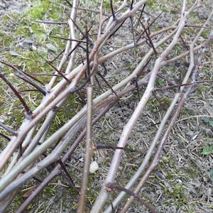 12 Natural Sharp Hawthorn Branches Thorns Christian Symbol of Thorns ...