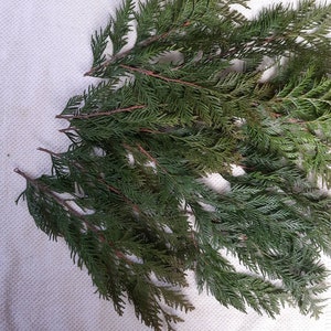 Cedar Branches 12 Green Fresh Cut Natural Thuja Twigs Smudges Cedar ...