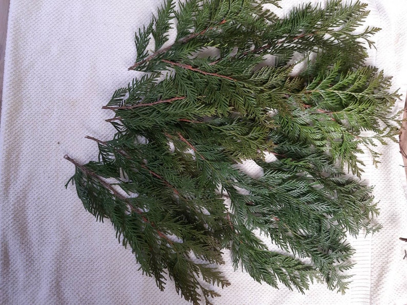 Cedar branches 12 green fresh cut natural thuja twigs Smudges | Etsy