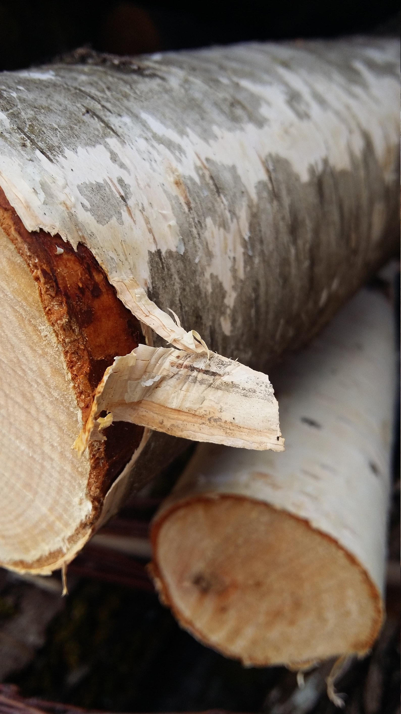 Mini Witches Birch Broom Birch Branches Small Broom Rustic Decor ...