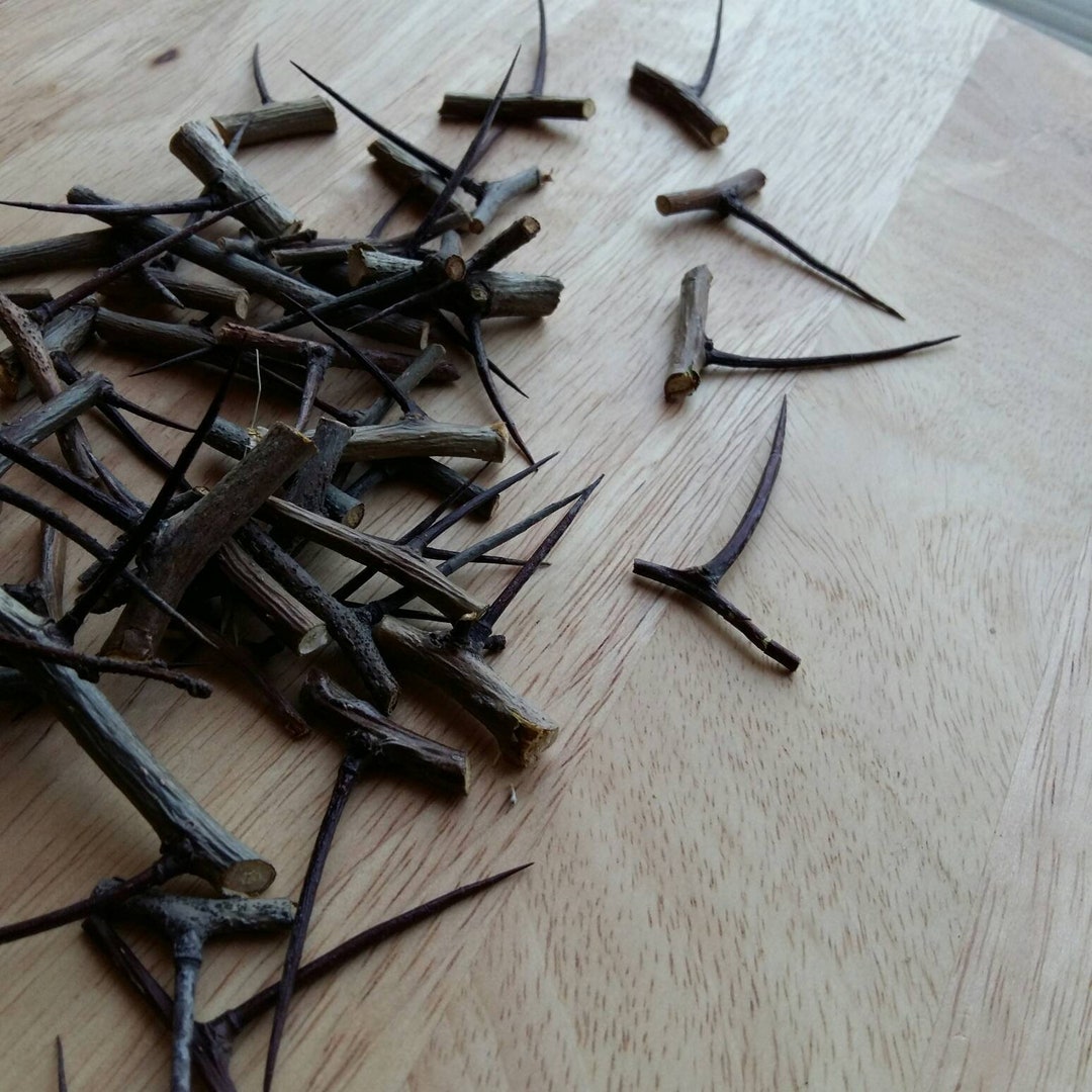 25/50/100 Sharp Hawthorn Spikes Long Hawthorn Thorns Apple - Etsy