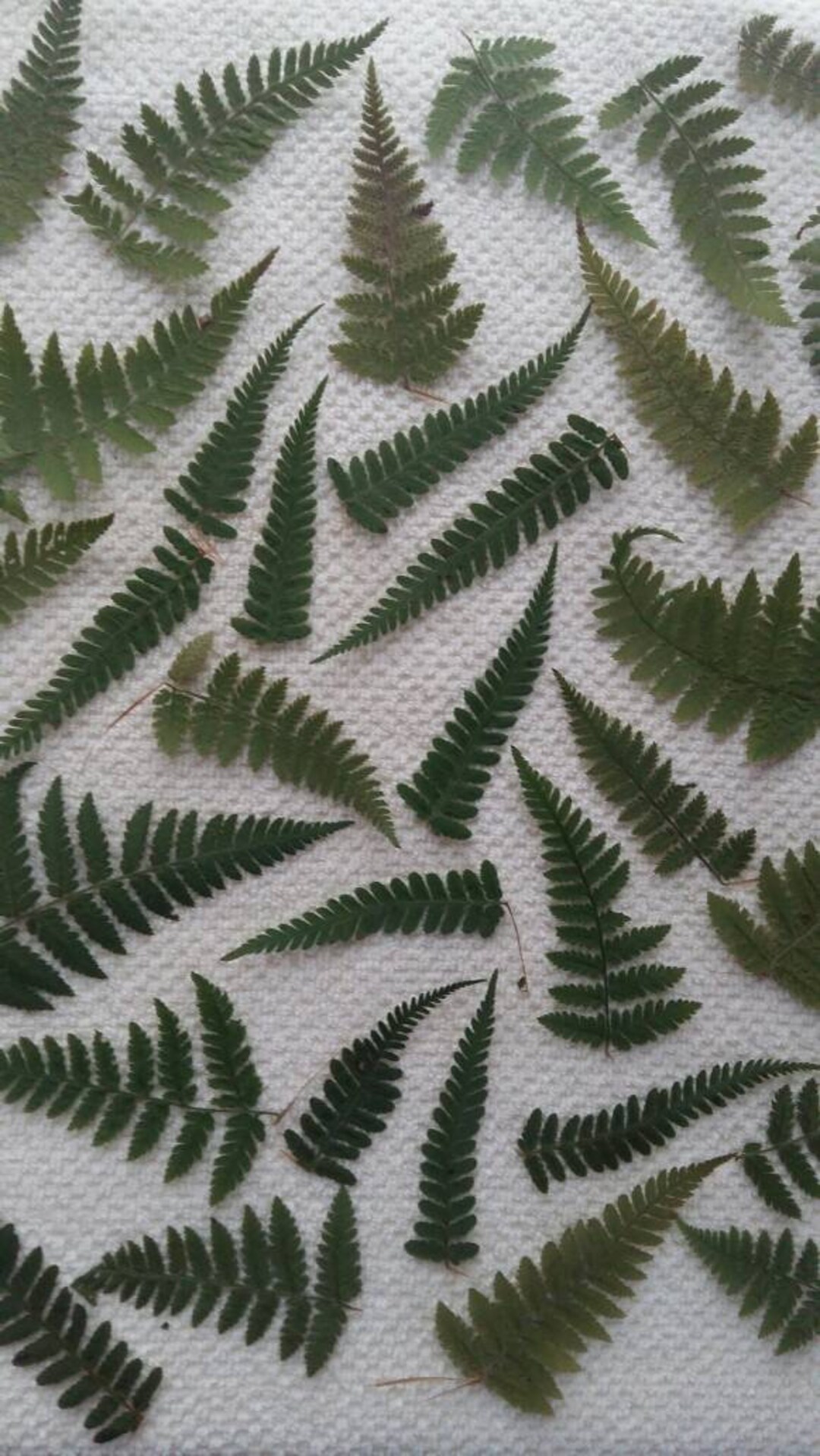 Fern Leaves 50/100 Dried Pressed Real Green Fern Leaf for Craft Pressed ...