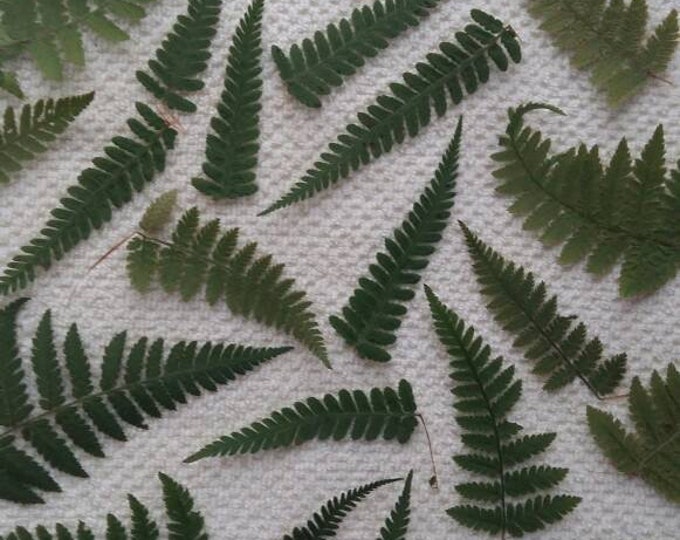 Fern Leaves 50/100 Dried Pressed Real Green Fern Leaf for | Etsy