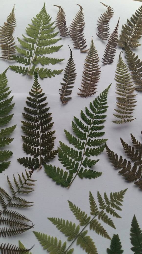 Pressed Fern Leaves 50/100 Real Pressed Wild Fern Dried - Etsy