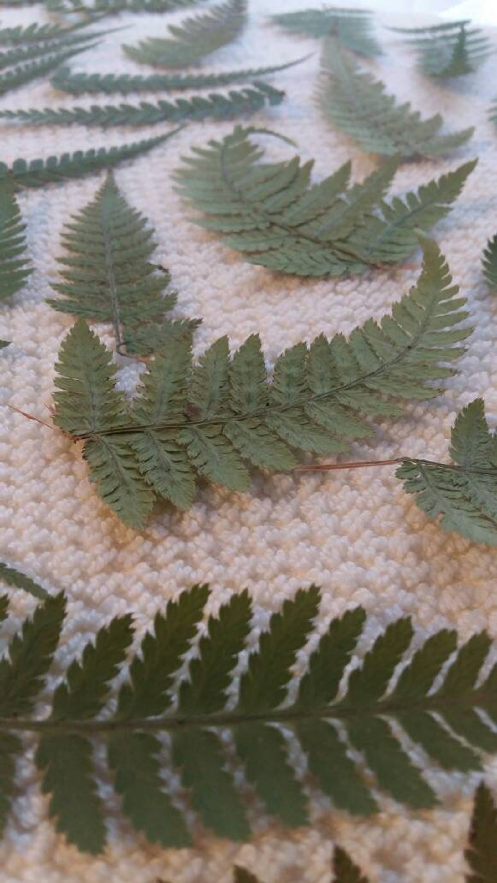 Fern Leaves 50/100 Dried Pressed Real Green Fern Leaf for Craft Pressed ...