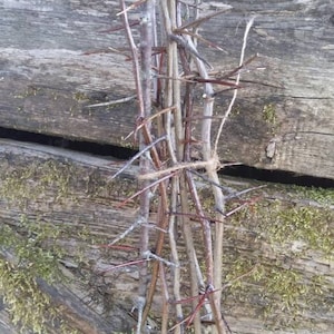 12 Natural Sharp Hawthorn Branches Thorns Christian Symbol of Thorns ...