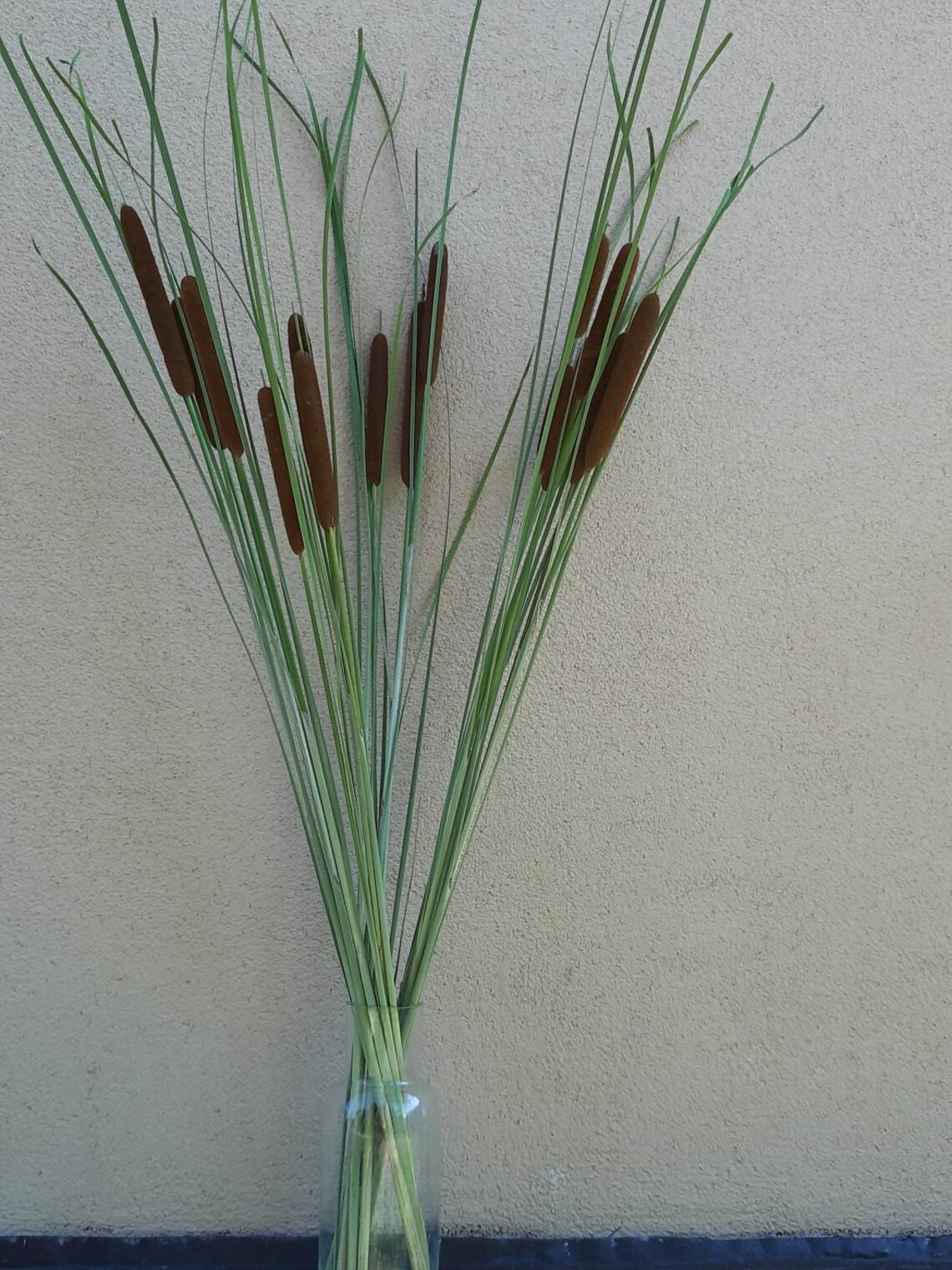 Real Cattails Tall reeds Cattail jumbo Typha stalks dried | Etsy