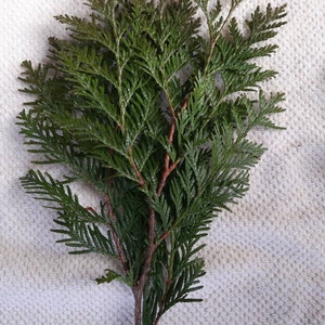 Cedar Branches 12 Green Fresh Cut Natural Thuja Twigs Smudges Cedar ...
