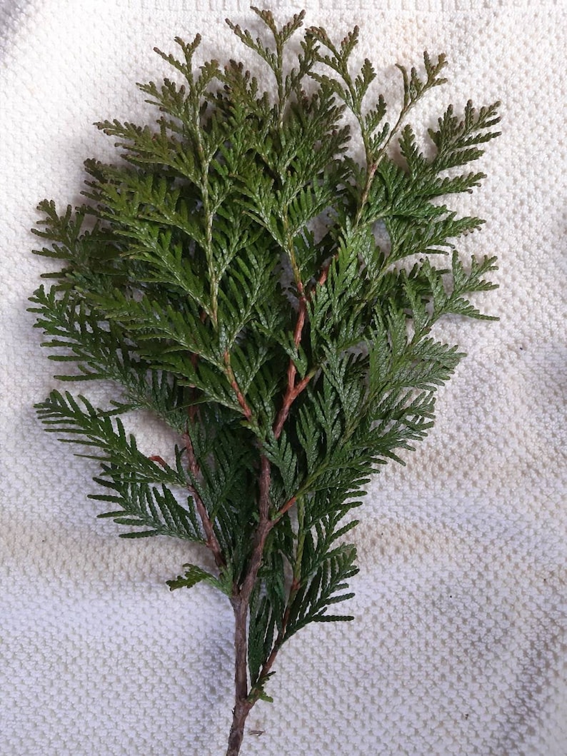 Cedar branches 12 green fresh cut natural thuja twigs Smudges | Etsy