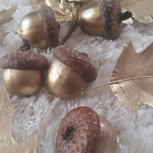 Dried Oak Acorns With Caps Natural Acorn Nut Real Canadian Acorn Autumn ...