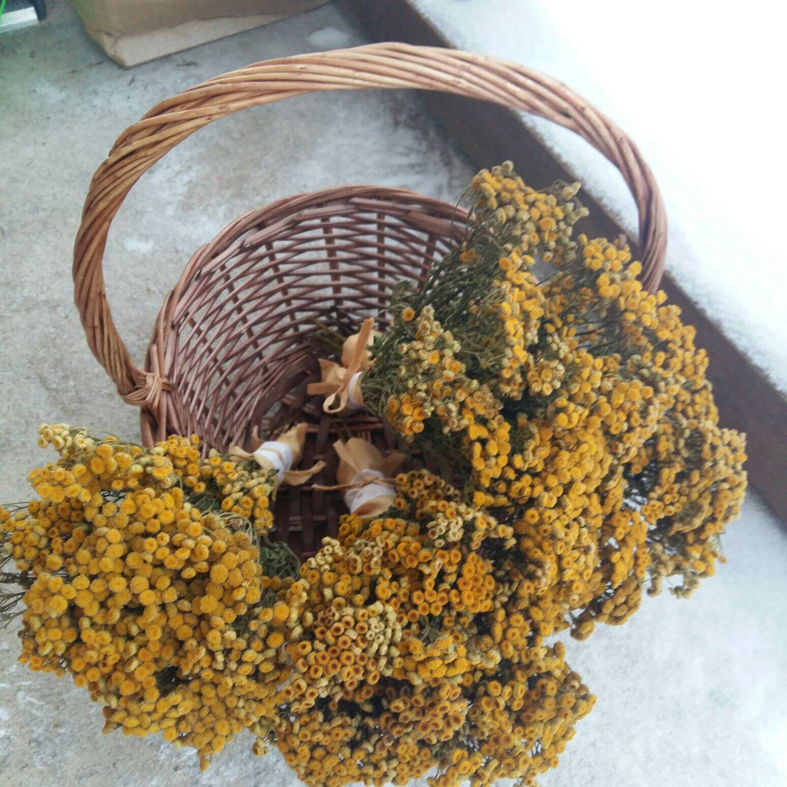 Dried tansy dried yellow tansy herbs bunch dried flower | Etsy