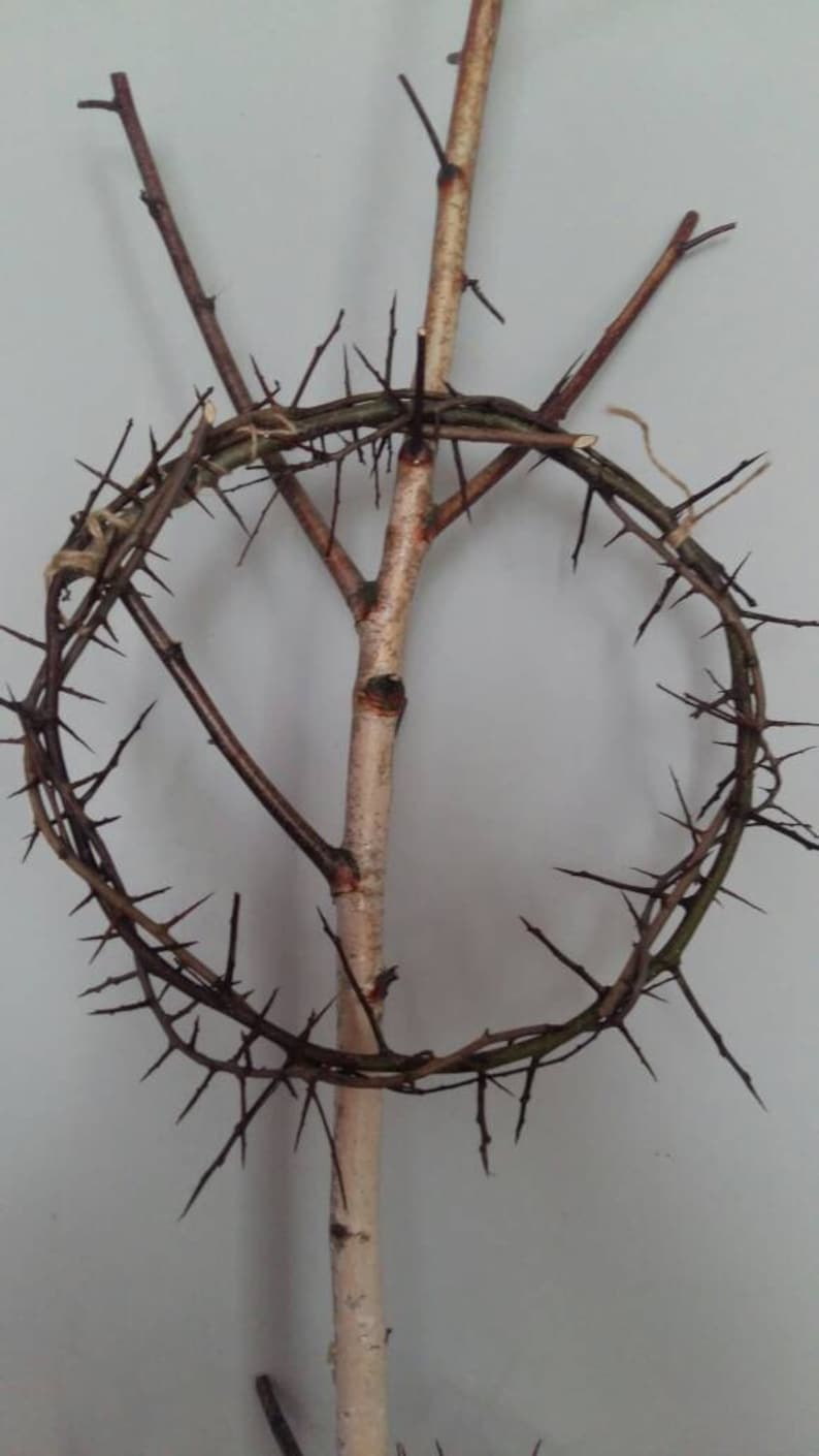 Natural Crown of Thorns Sharp Wreath Crataegus Thorn Wreath for Easter ...