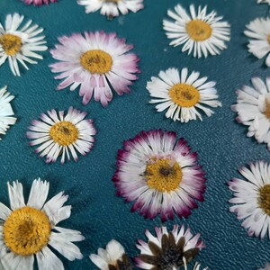 25/50/100 Dried Pressed Daisy Real Dried Pressed Flowers Dry Petals ...