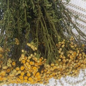 Dried Tansy Dried Yellow Tansy Herbs Bunch Dried Flower Bouquet Dry ...