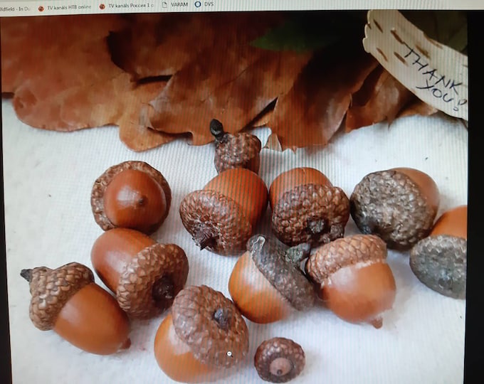 Dried Oak Acorns With Caps Natural Acorn Nut Real Canadian Acorn Autumn ...
