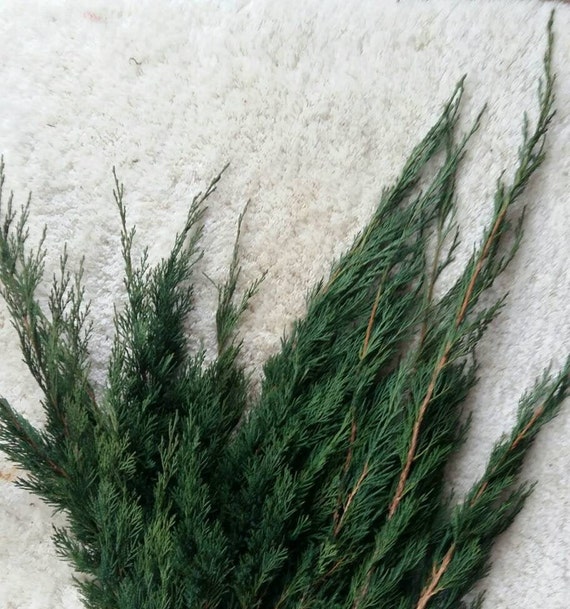 Juniper tree branches fresh cut green branches mantel decor | Etsy