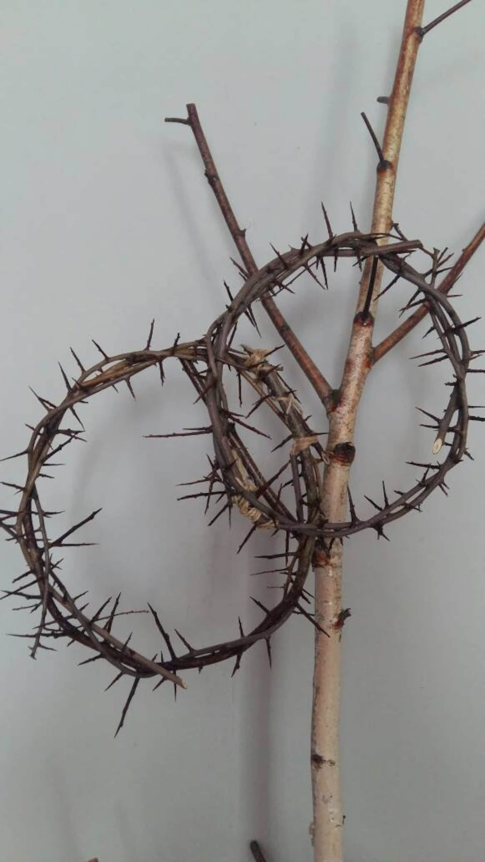 Natural Crown of Thorns Sharp Wreath Crataegus Thorn Wreath for Easter ...