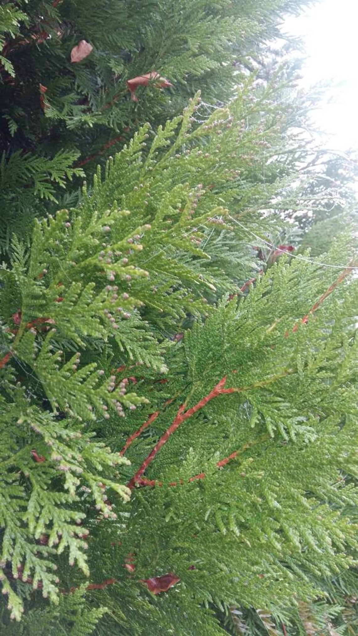Cedar Branches 12 Green Fresh Cut Natural Thuja Twigs Smudges - Etsy