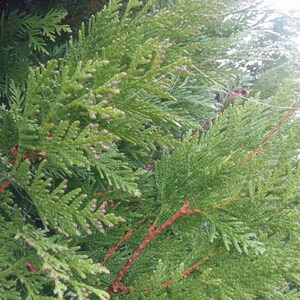 Cedar Branches 12 Green Fresh Cut Natural Thuja Twigs Smudges Cedar ...
