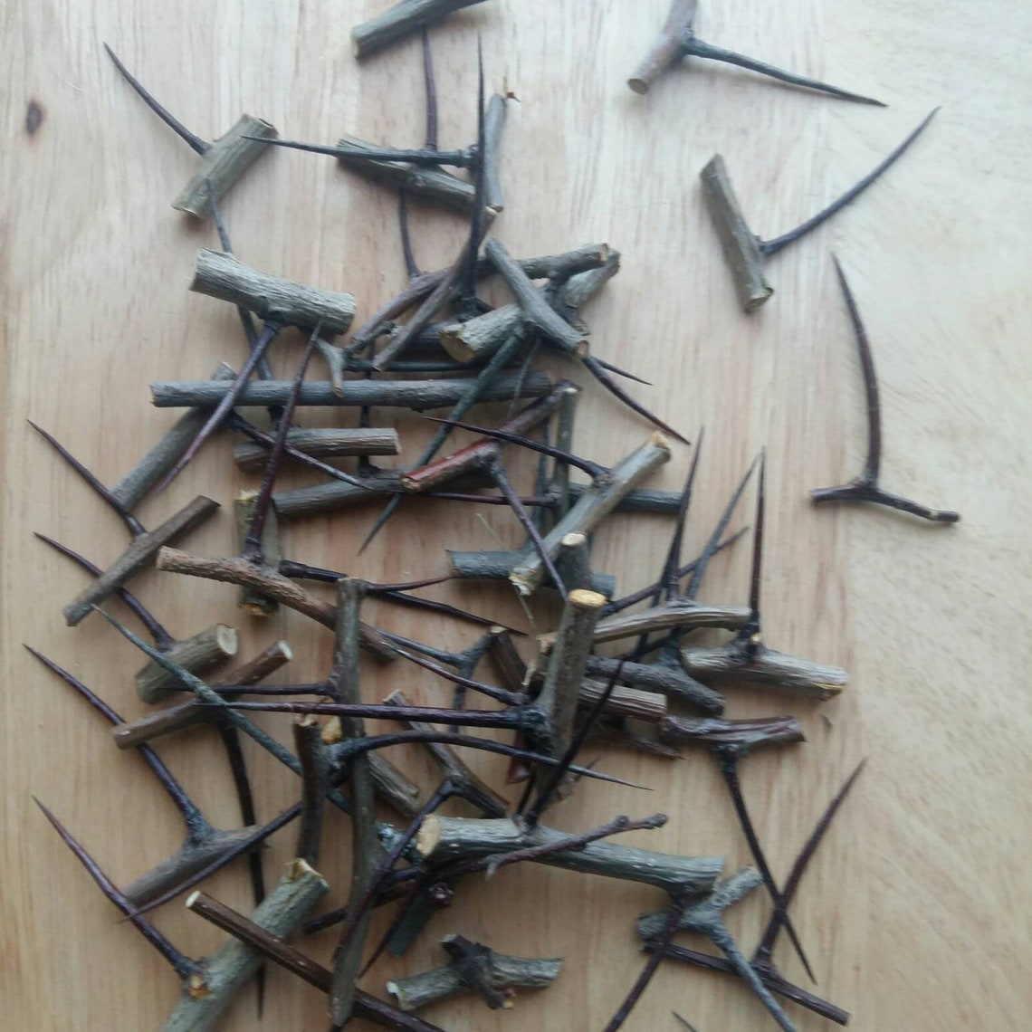 25/50/100 Sharp hawthorn spikes long hawthorn thorns apple | Etsy
