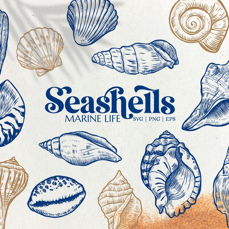 Seashell Svg for Bag - Etsy