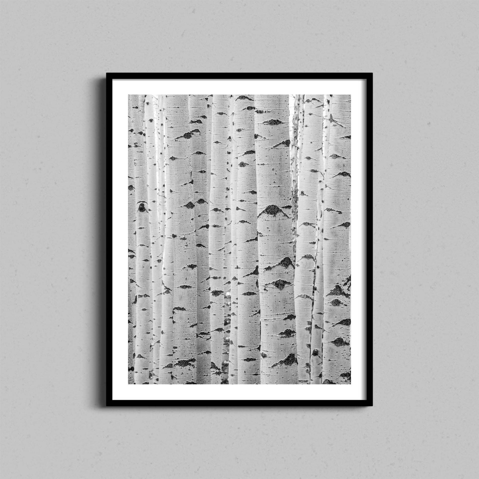 Black and White Aspen Tree Wall Art, Abstract Colorado Forest Fine Art ...