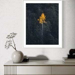 Aspen Tree Art, Fall Photography Framed Photo, Autumn Photograph ...