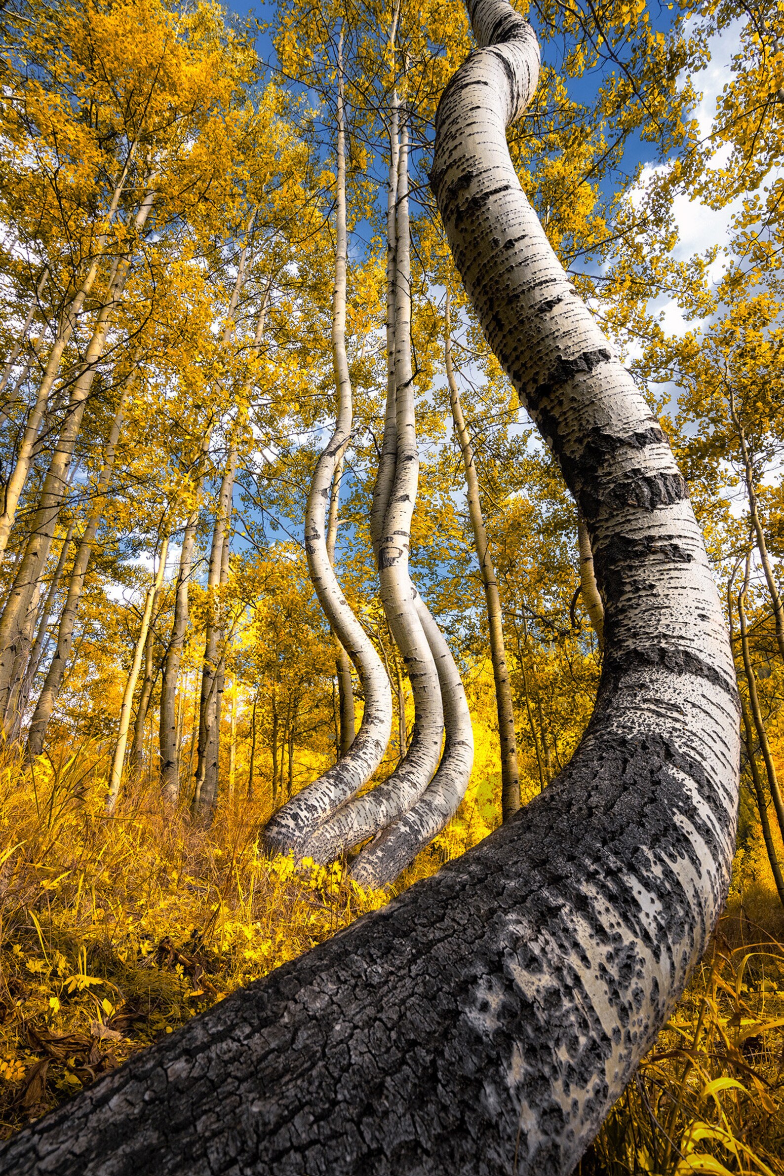 Autumn Aspen Trees Wall Art | Colorado Fall Colors Photography Print ...